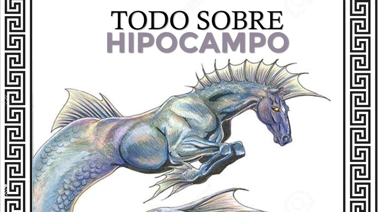 Los HIPOCAMPOS: toda su vida y mitos - YouTube