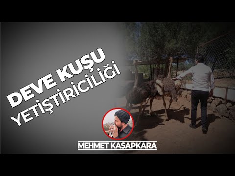 DEVE KUŞU YETİŞTİRİCİLİĞİ