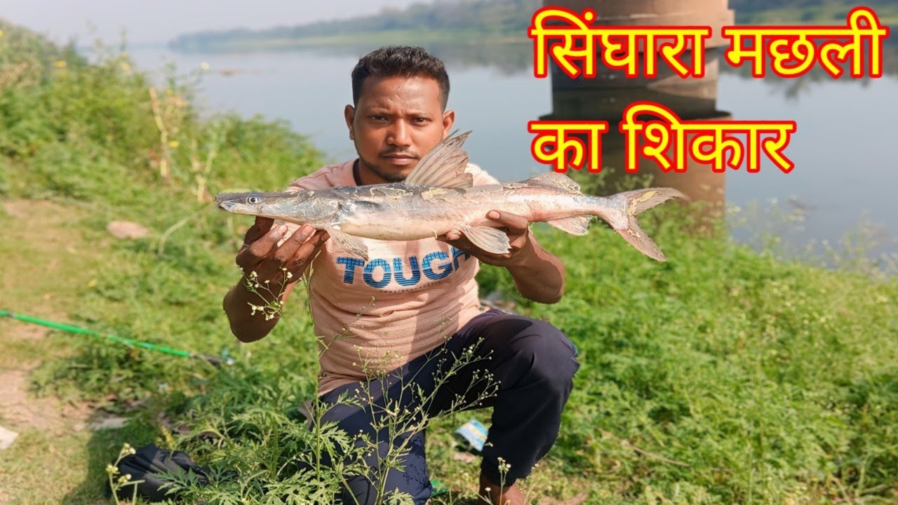 Amazing Cat fish fishing Tenga machhali River fish catching video ...