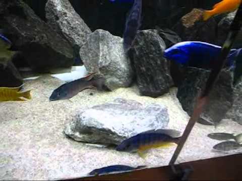 Protomelas Spilonotus Tanzania breeding.wmv - YouTube