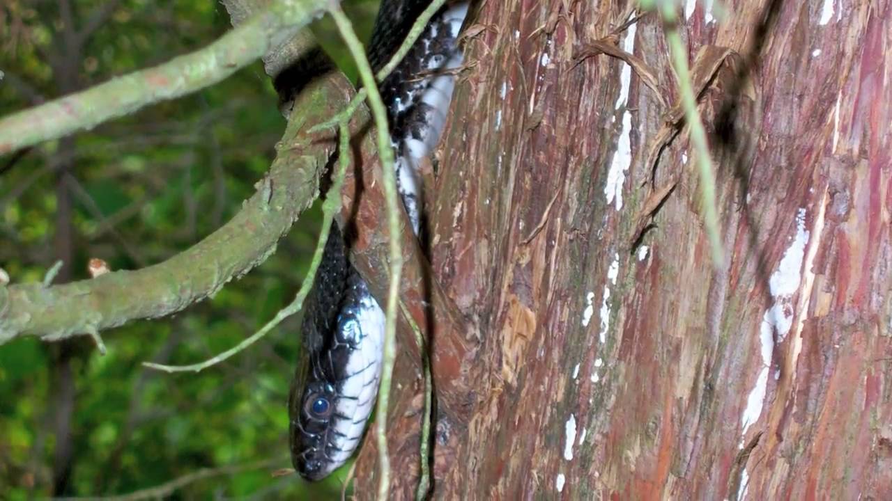 Snake in a Cedar Tree - YouTube