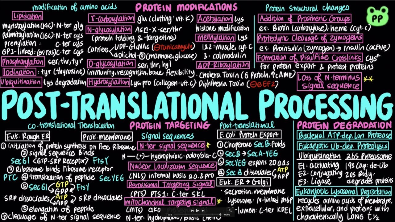 Post-Translational Processing | Molecular Biology 08 | PP Notes ...