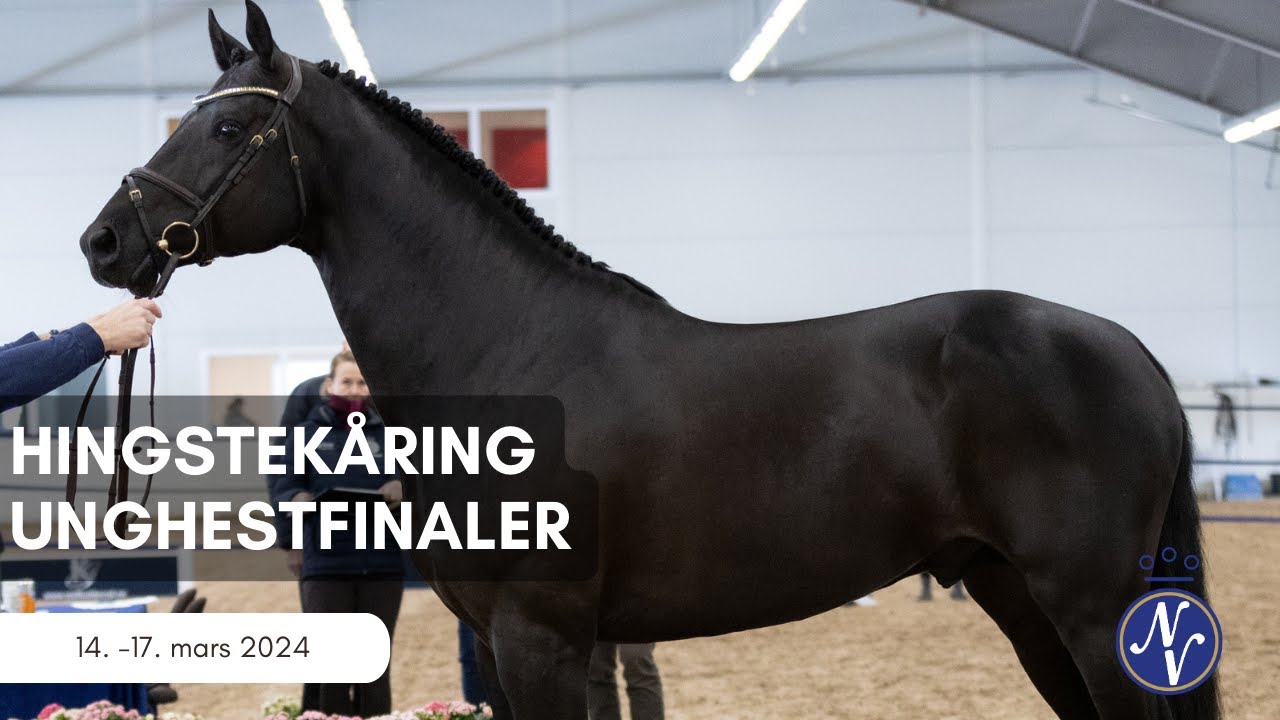 NORSK VARMBLOD HINGSTEKÅRING & UNGHESTFINALER 2024 - YouTube