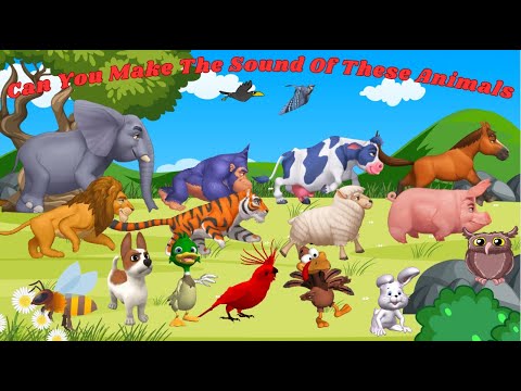 Animal Sounds Song 27TH12 | Can You Make The Sound Of These Animals ...
