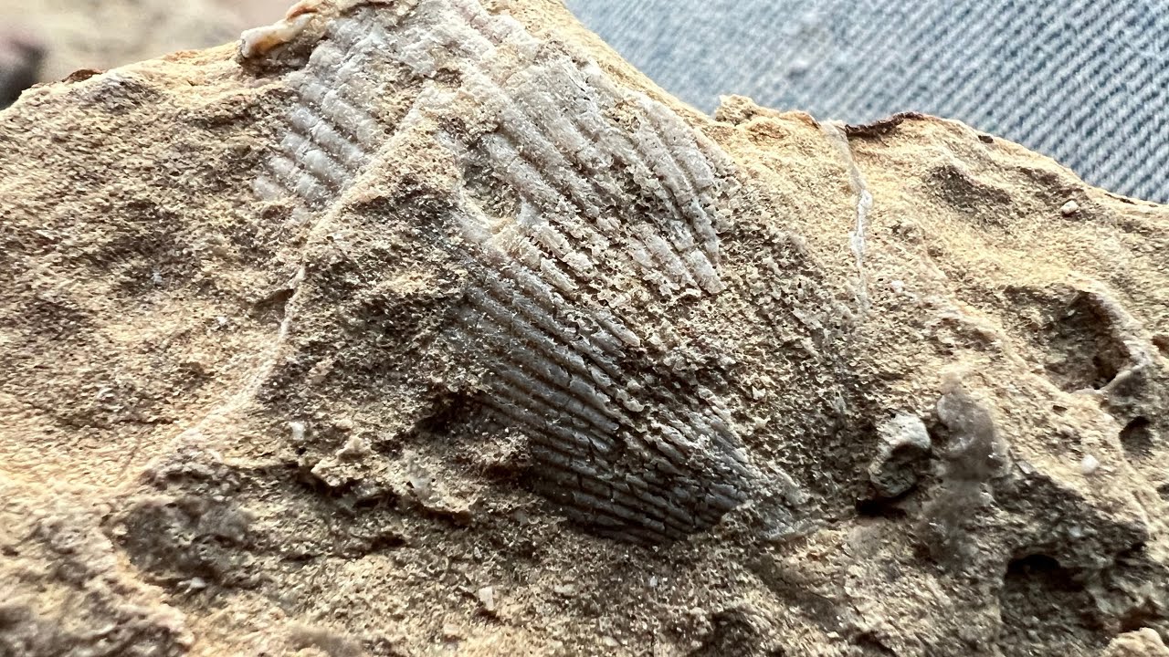 Rockhounding ancient seas in southern Utah - YouTube