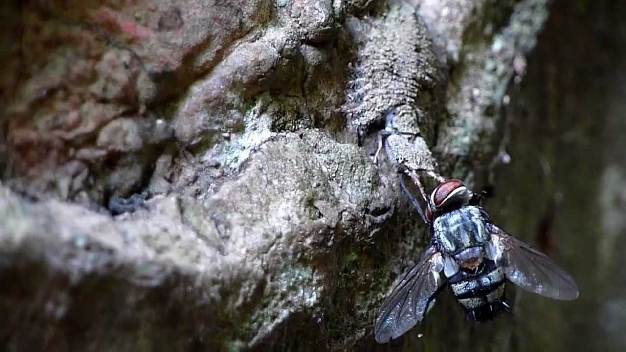 Owlfly (Larva) - YouTube