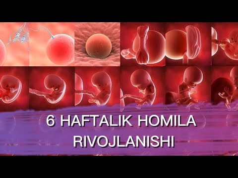 6 HAFTALIK HOMILA . HOMILA RIVOJLANISHI 