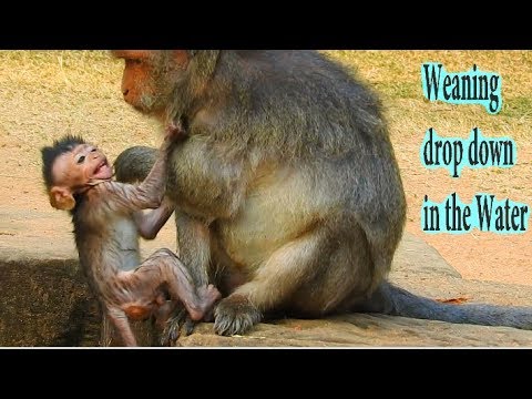 OH MY GOD JADE WEANING TO REJECT MILK | JAYDEN HUNGRY CRY FOR MOM MILK BUT MOM WEAN TO DROP IN WATER