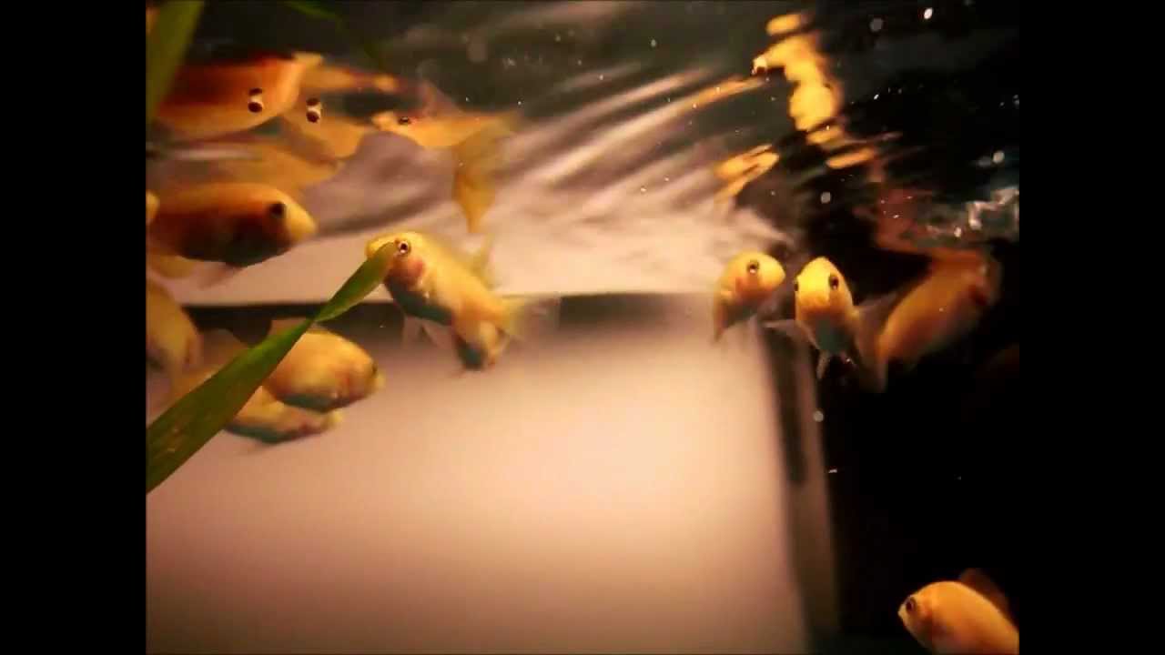 Golden Tilapia fingerlings - YouTube