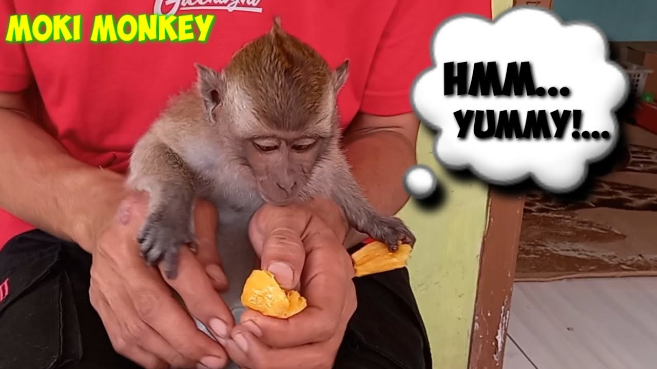 moki monkey really like breakfast with jackfruit #mokimonkey #monpai # ...