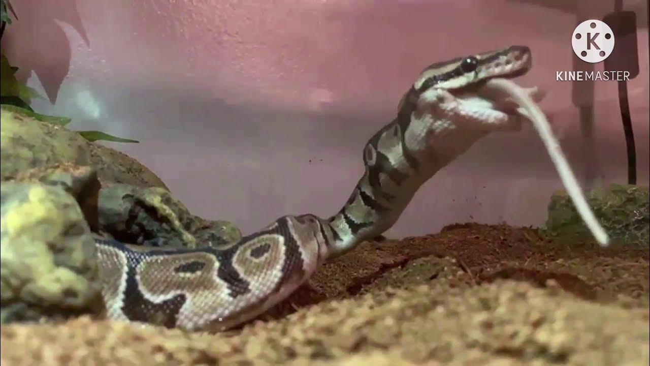 Ball python eating mice! - YouTube