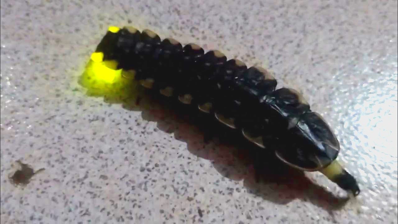 luminous land firefly from Indonesia - YouTube
