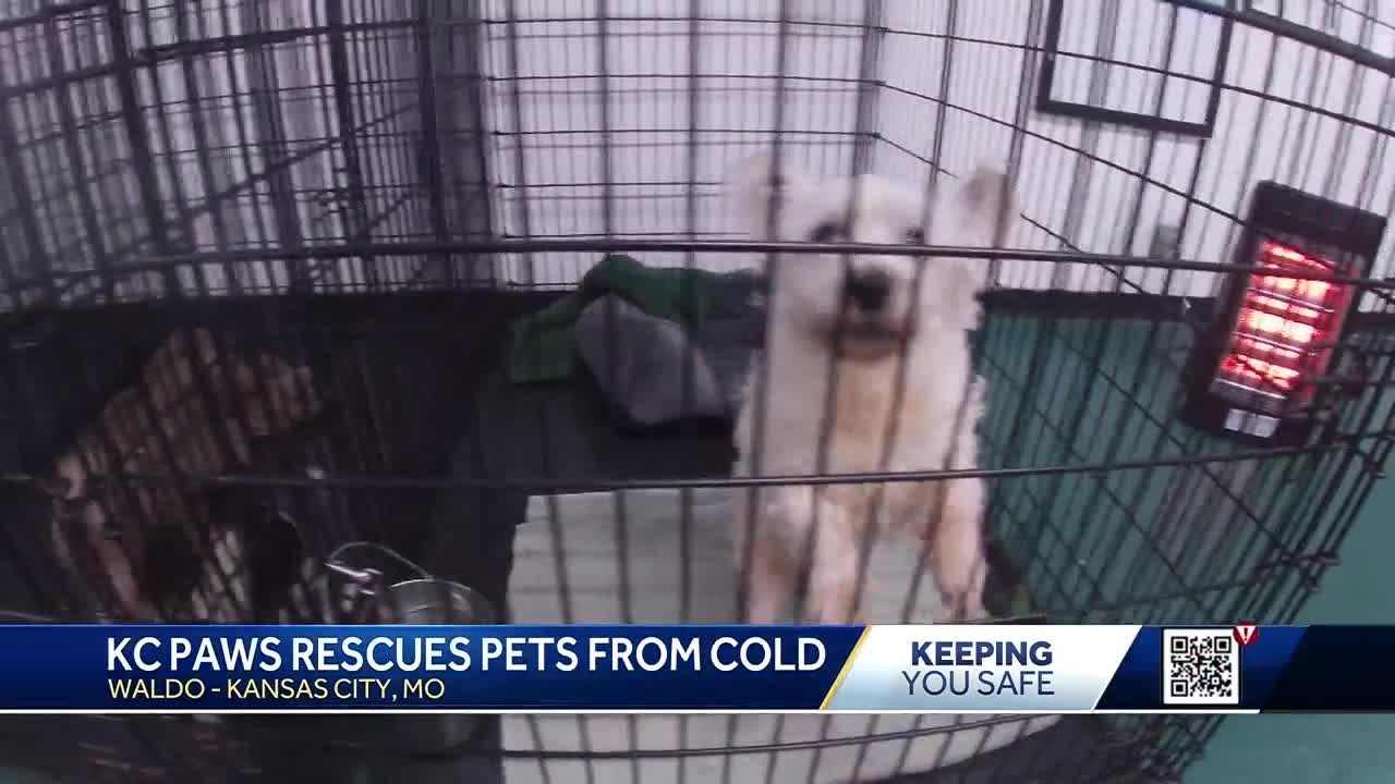 KC PAWS faces overwhelming calls amid Kansas City's freezing winter ...