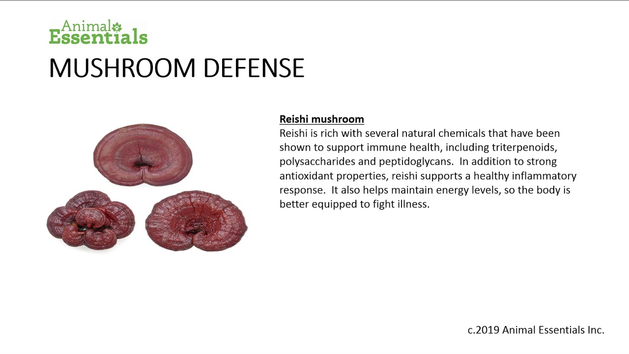Mushroom Defense training video.FINAL - YouTube