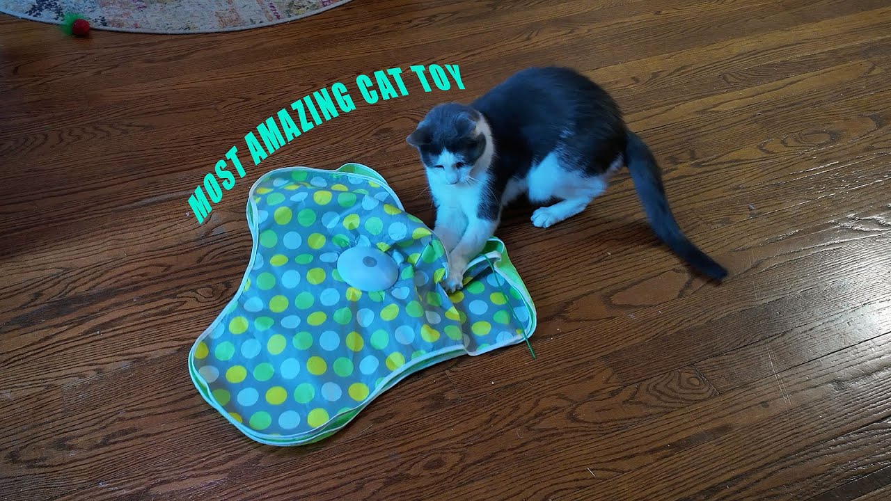 Most Amazing Cat Toy - YouTube