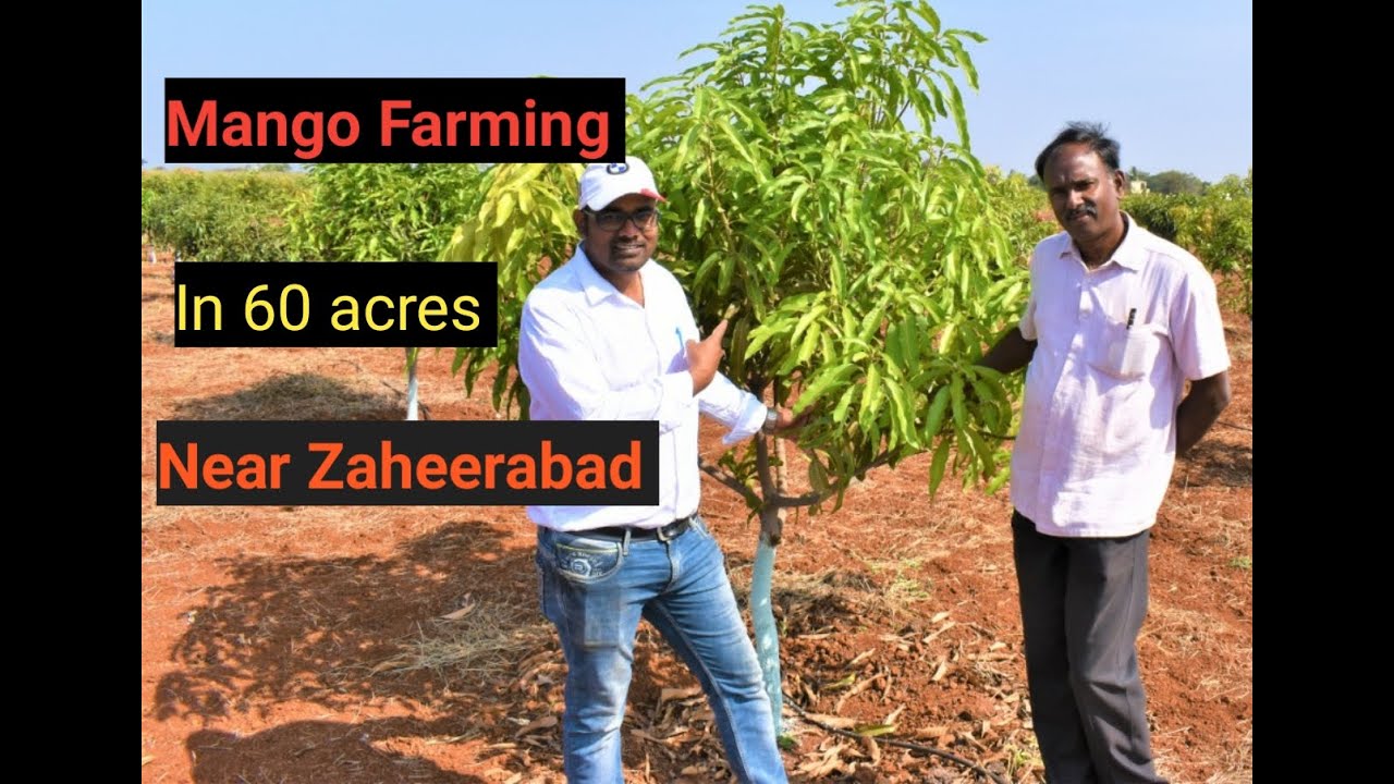 High Density Mango farming in 60 acres near zaheerabad, - YouTube
