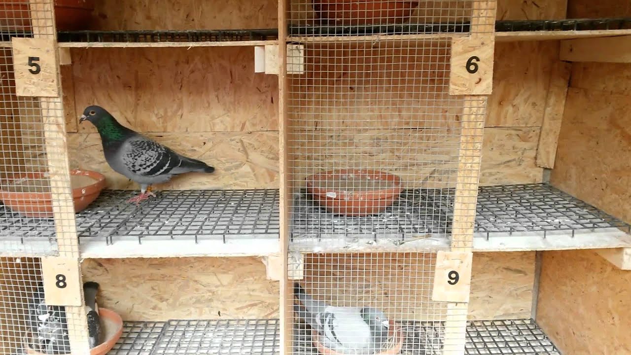 Postagalamb - YouTube