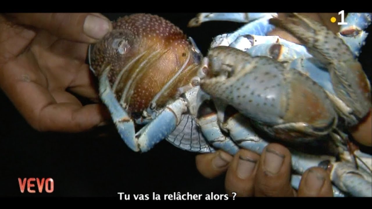 À Makatea pour une partie de chasse aux kaveu - YouTube