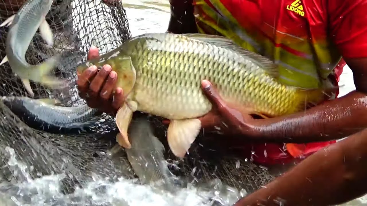 Best Village Fishing Videos By Using Traditional Long Net - YouTube