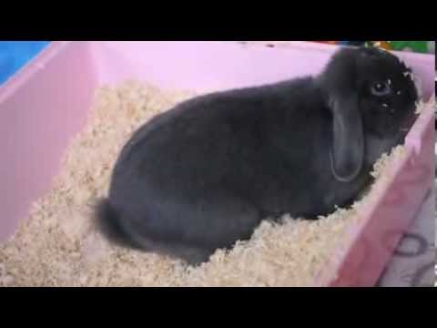 Binky bunny - YouTube