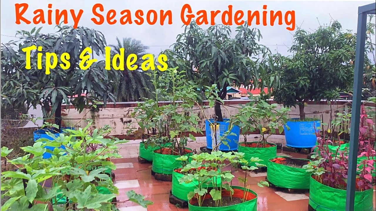Rainy Season Gardening Tips & Ideas // Plants Care In Rainy Season ...