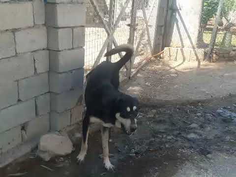 ASSYRIAN DOG BREED -ASSYRIAN SHEPHERD DOG-PSHDAR DOG - YouTube