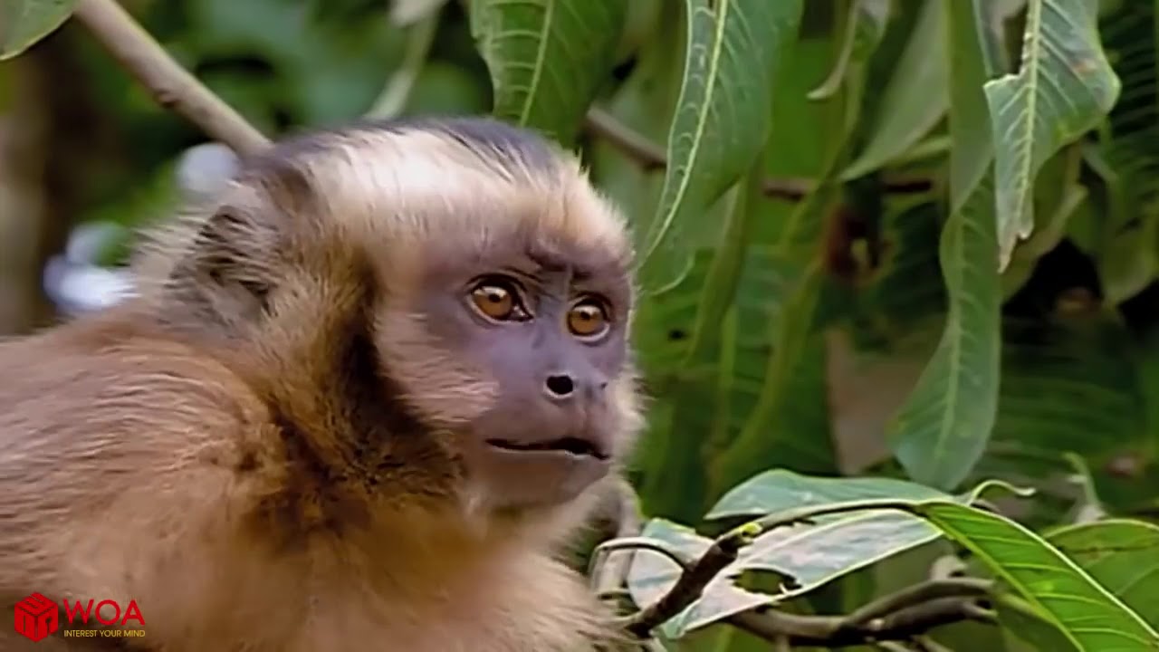 MOTHER EAGLE CATCH MONKEY ON TREE AND FEED HER BABY Life Of Eagle - YouTube