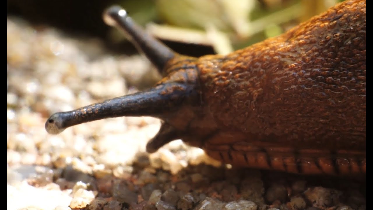 Long long snail!!! - YouTube