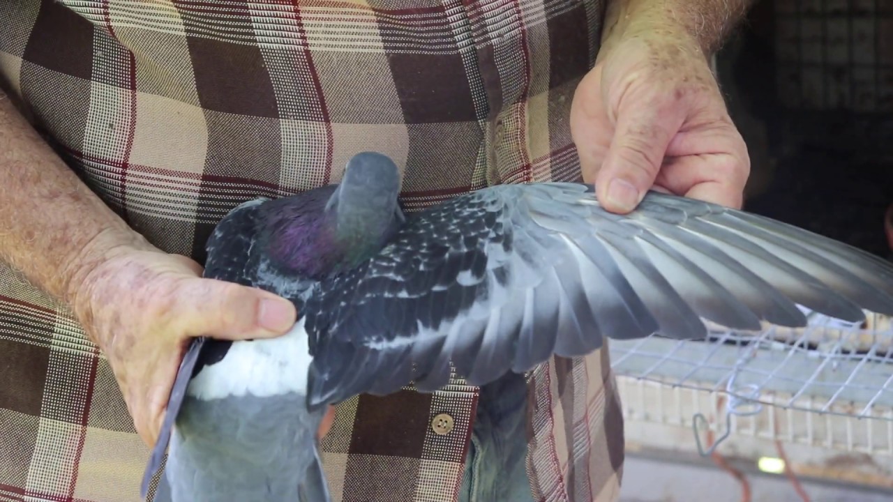 Palomas buchonas cubanas. Port San Lucie,Florida - YouTube
