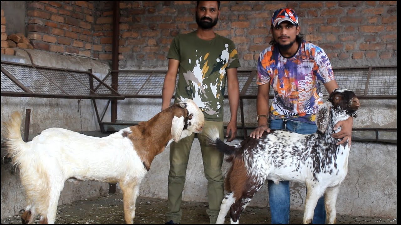 Mashallah a gya gujri bakro ka mal full quality bakro ka - YouTube