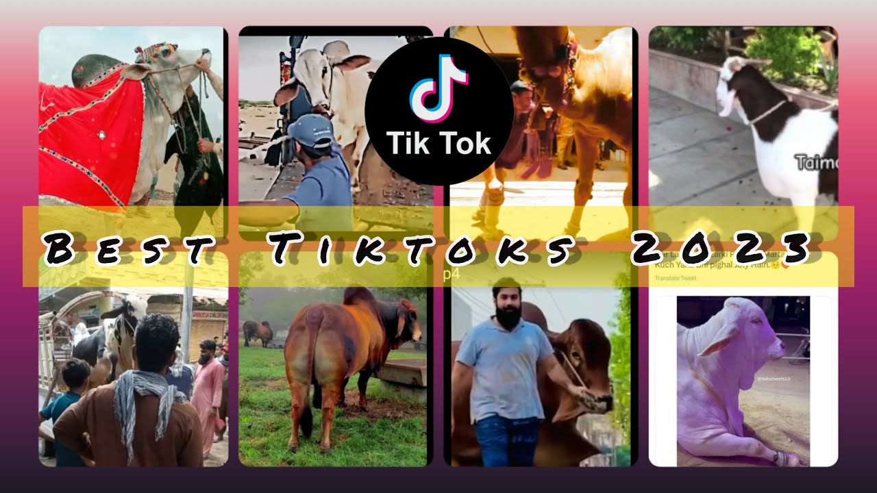 Trending Cow Tiktoks | - YouTube