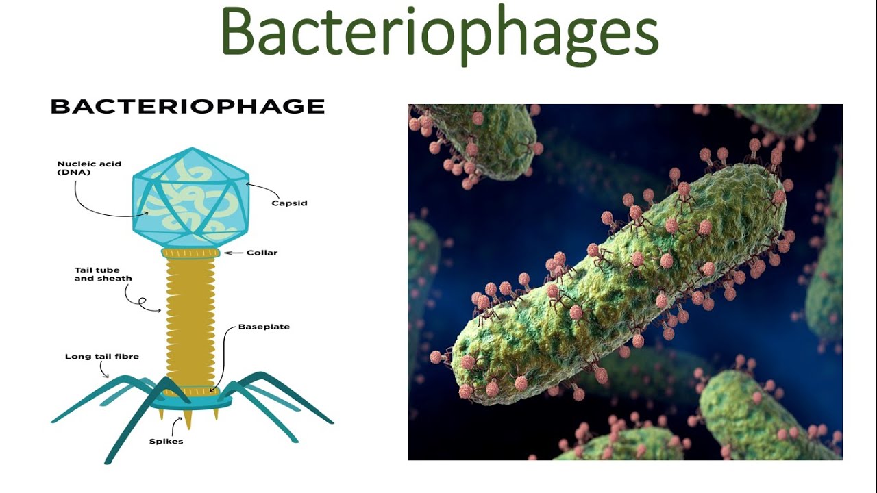 Bacteriophages: The Future of Antibiotic Alternatives | Phages | Lytic ...