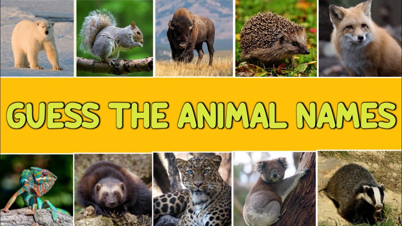 Guess the animal Name | Guess the animal challenge | @TheQuizShow - YouTube