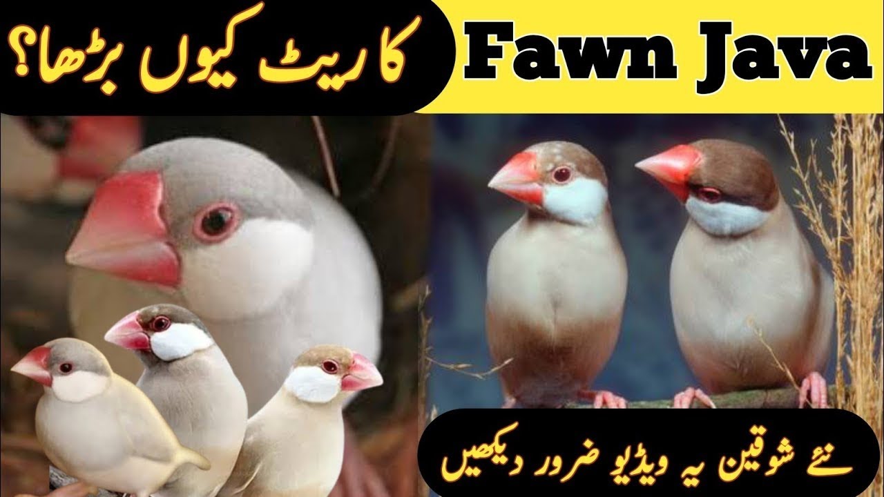 Fawn Java Prices? Fawn java ke Prices q barhein? Fawn java | fawn jawa - YouTube