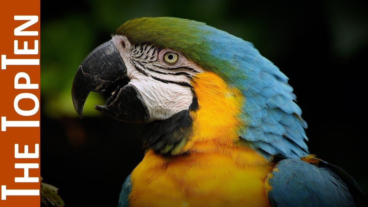 The Top Ten Beautiful Parrots in the World - YouTube