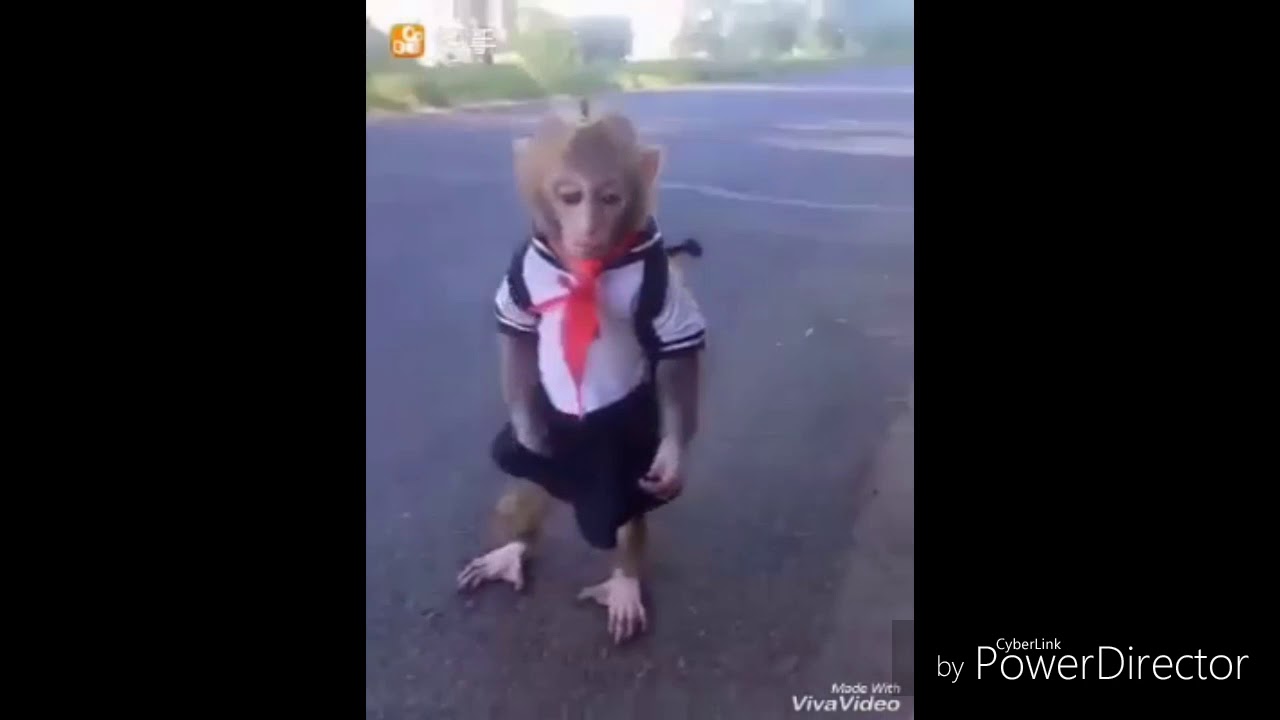 Funny monkey with school uniform - YouTube