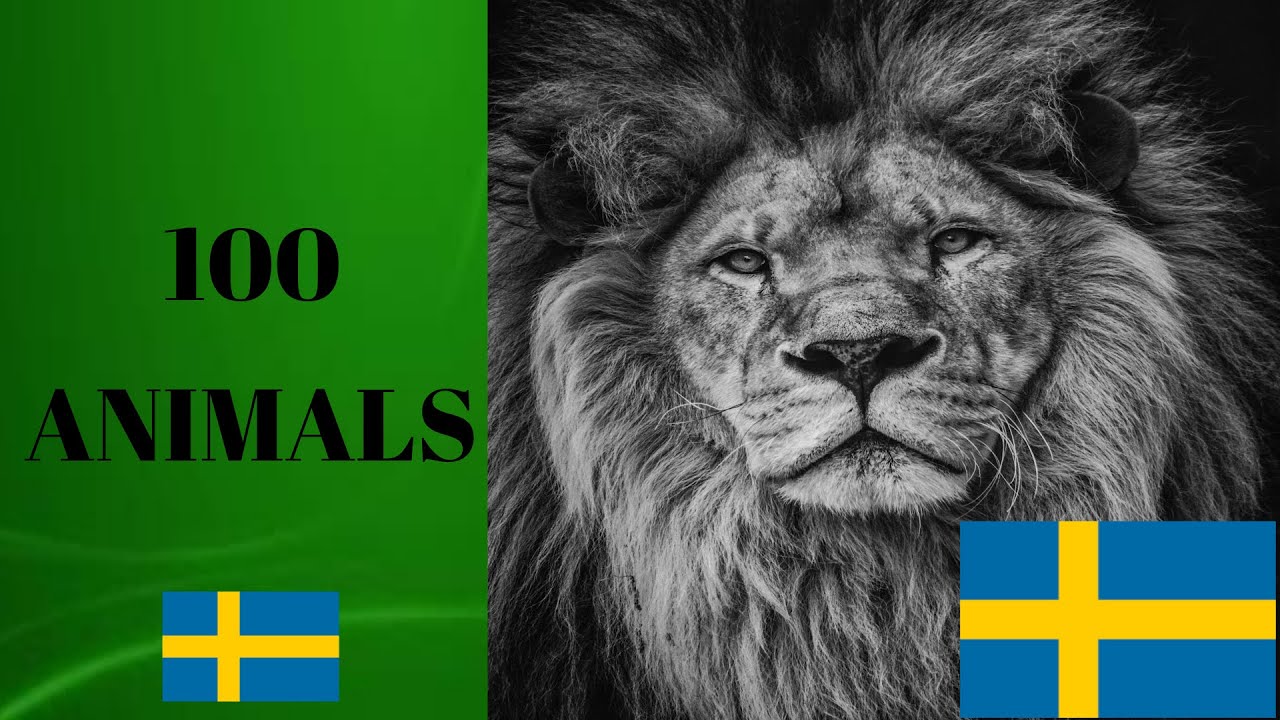 Animals in swedish - 100 animals translated from Swedish to English ...