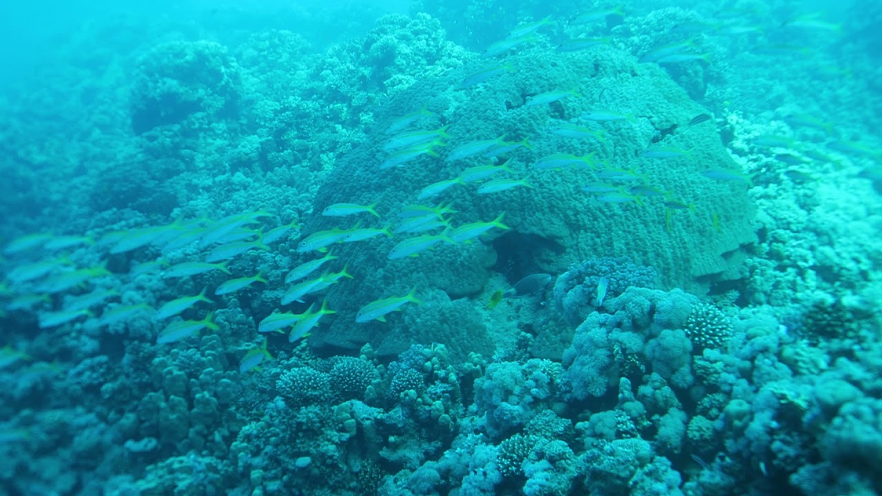 Snapper Conga Line - YouTube