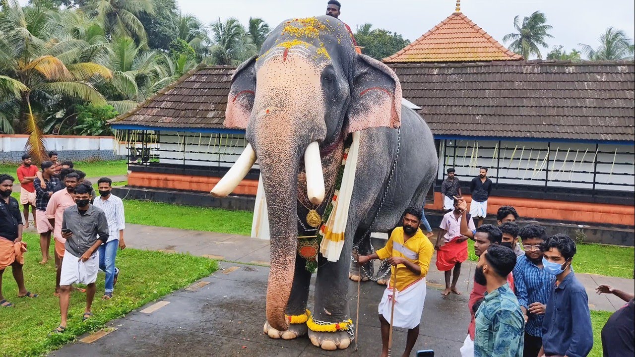 പുതുപ്പള്ളി കേശവനും ഊട്ടോളി അനന്തനും 😎| Puthuppally Kesavan vs Uttoly Ananthan | Puthuppally ...