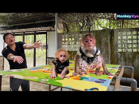 Oh No! Dad comes home shocked by Kyo & BuNa’s mischievous surprise! Will Dad be mad?