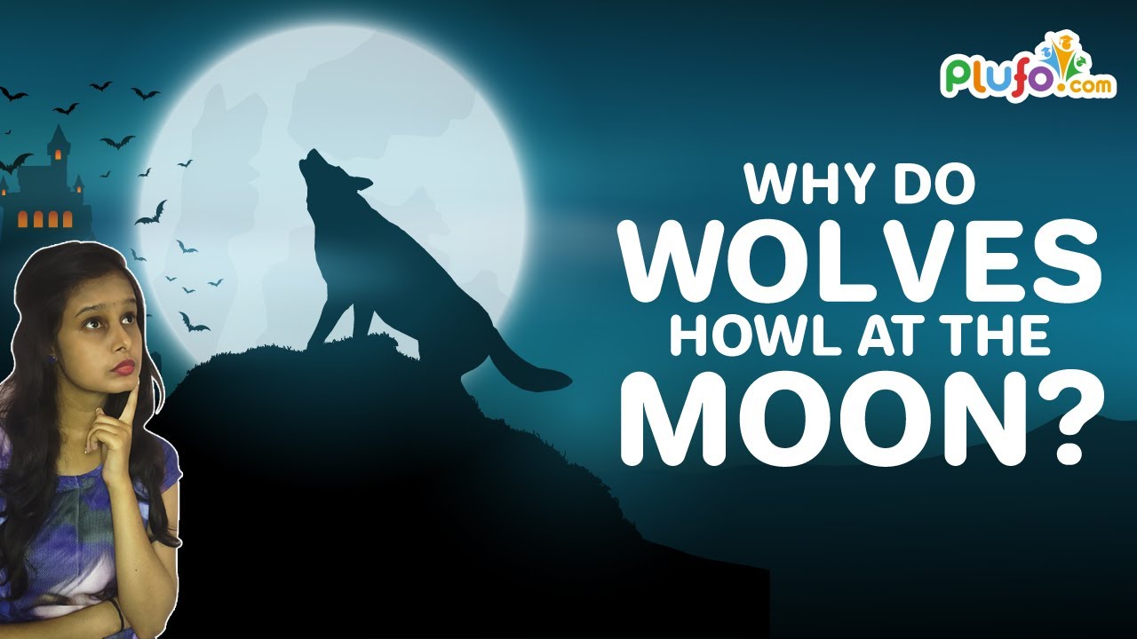 Why do wolves howl at the moon? - YouTube