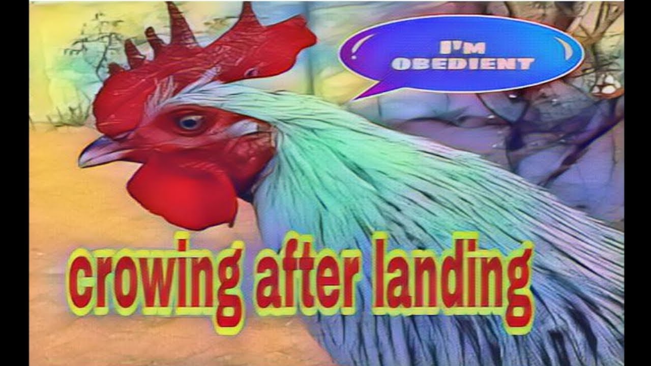 Rooster crowing after landing - YouTube