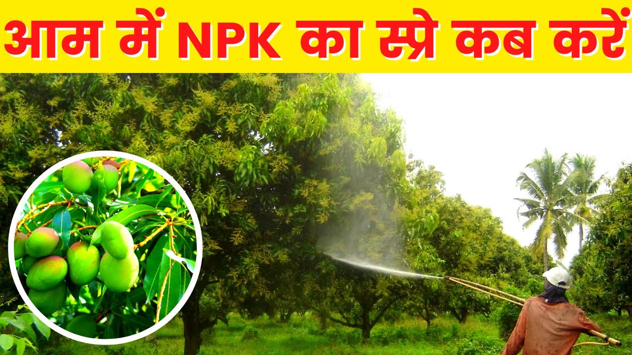 आम में NPK का स्प्रे कब करें | Mango Tree Spray for Better Fruiting ...