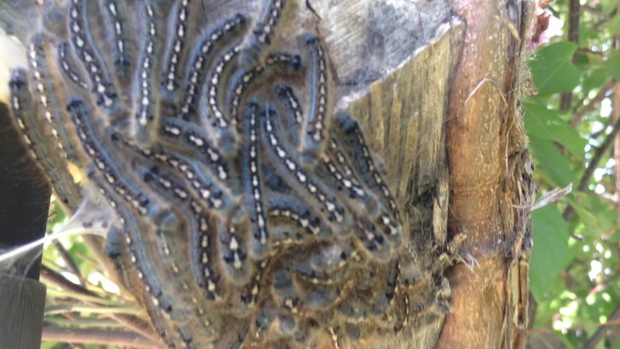 Tent Caterpillar infestation - YouTube