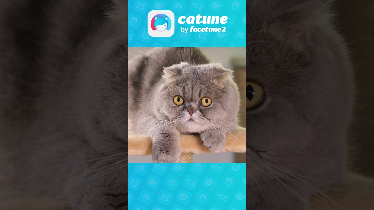 Catune by Facetune 2 - YouTube