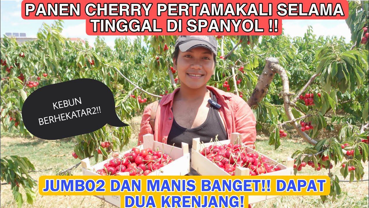 PANEN CHERRY JUMBO DAN MANIS BANGET!!PERTAMA KALI PANEN DI KEBUN ...