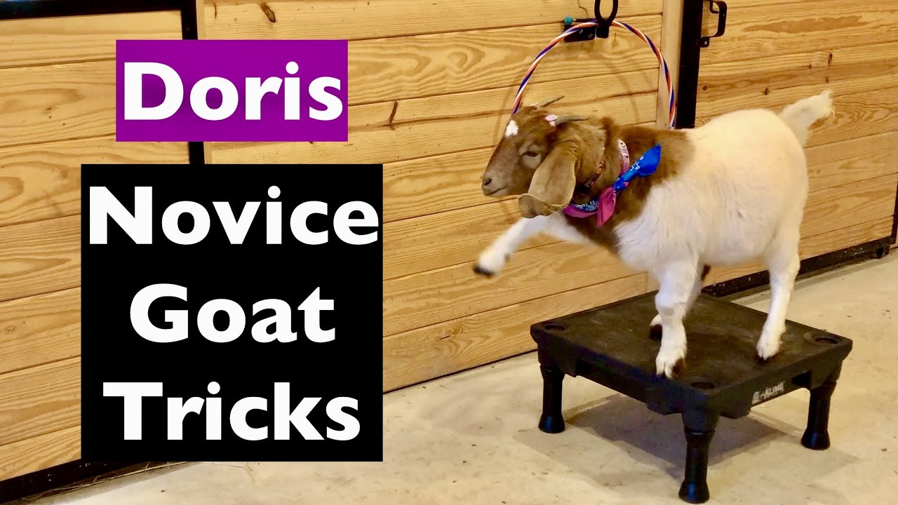 Doris' Novice Goat Tricks! 15 Novice Tricks - YouTube