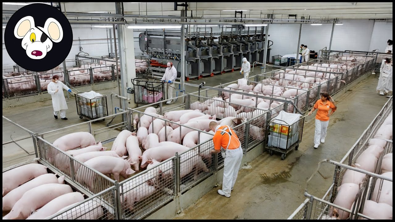 Full video : Mind Blowing Million Dollars Modern Pork Processing ...