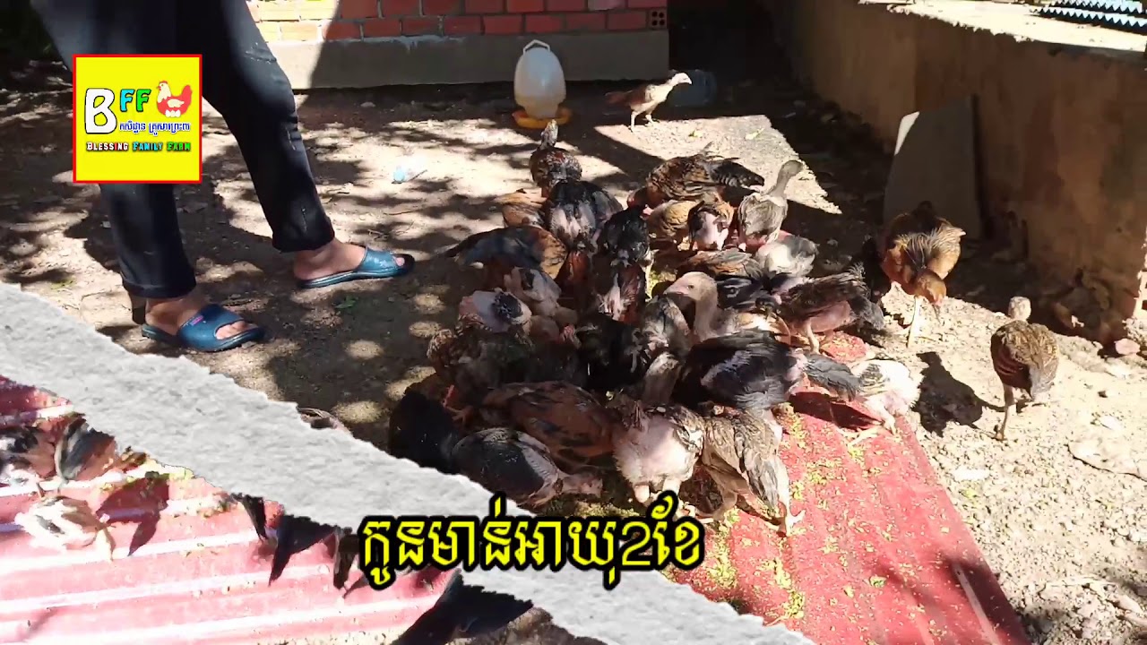 កូនមាន់អាយុ2ខែ | 2 Months Chickens - YouTube