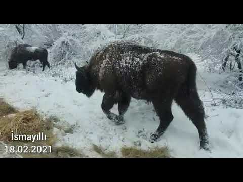 Şahdağ milli parkının İsmayıllı bölməsi, Buynuz kəndi 18 02 2021